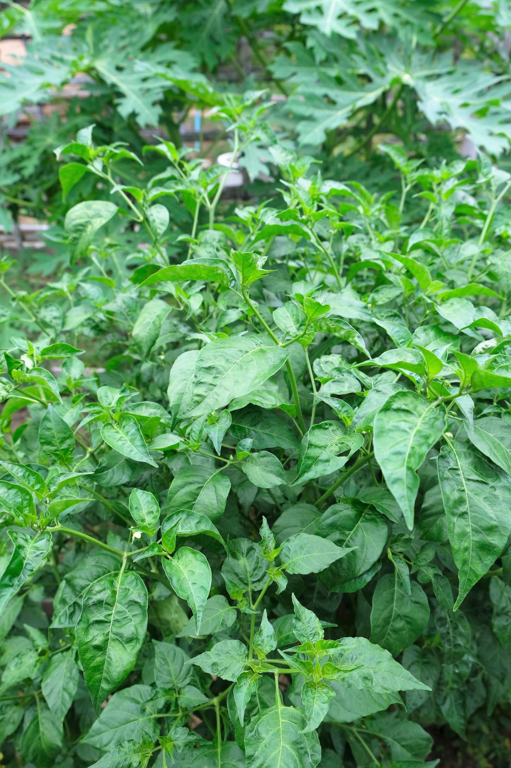 Chili pepper พริก – Thaifooding