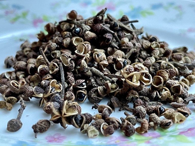 Makwen มะแขว่น – Thaifooding